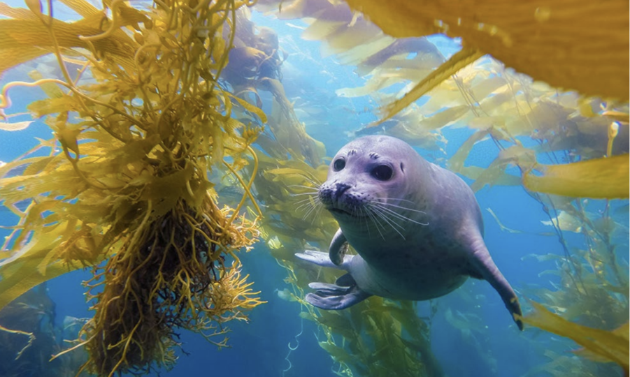 How divers can help save kelp forests - Green Prophet