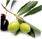 The 17 best olive varieties - Green Prophet