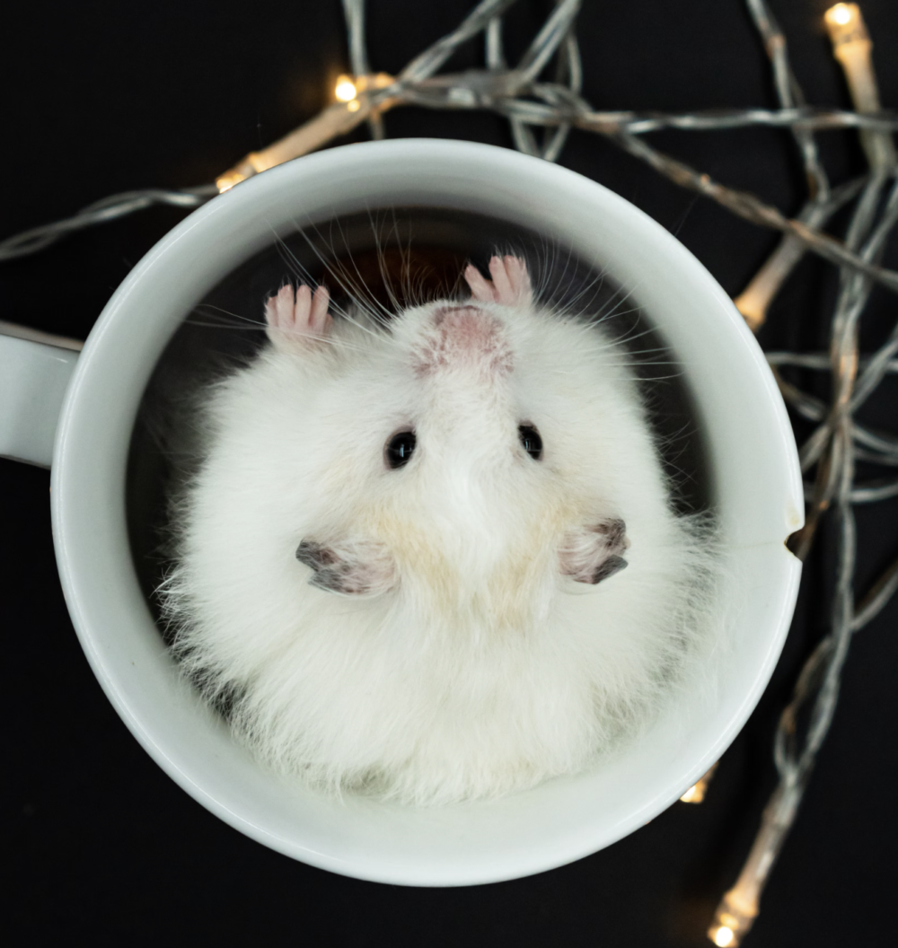 How mice hear with their whiskers and what this means for robotics ...
