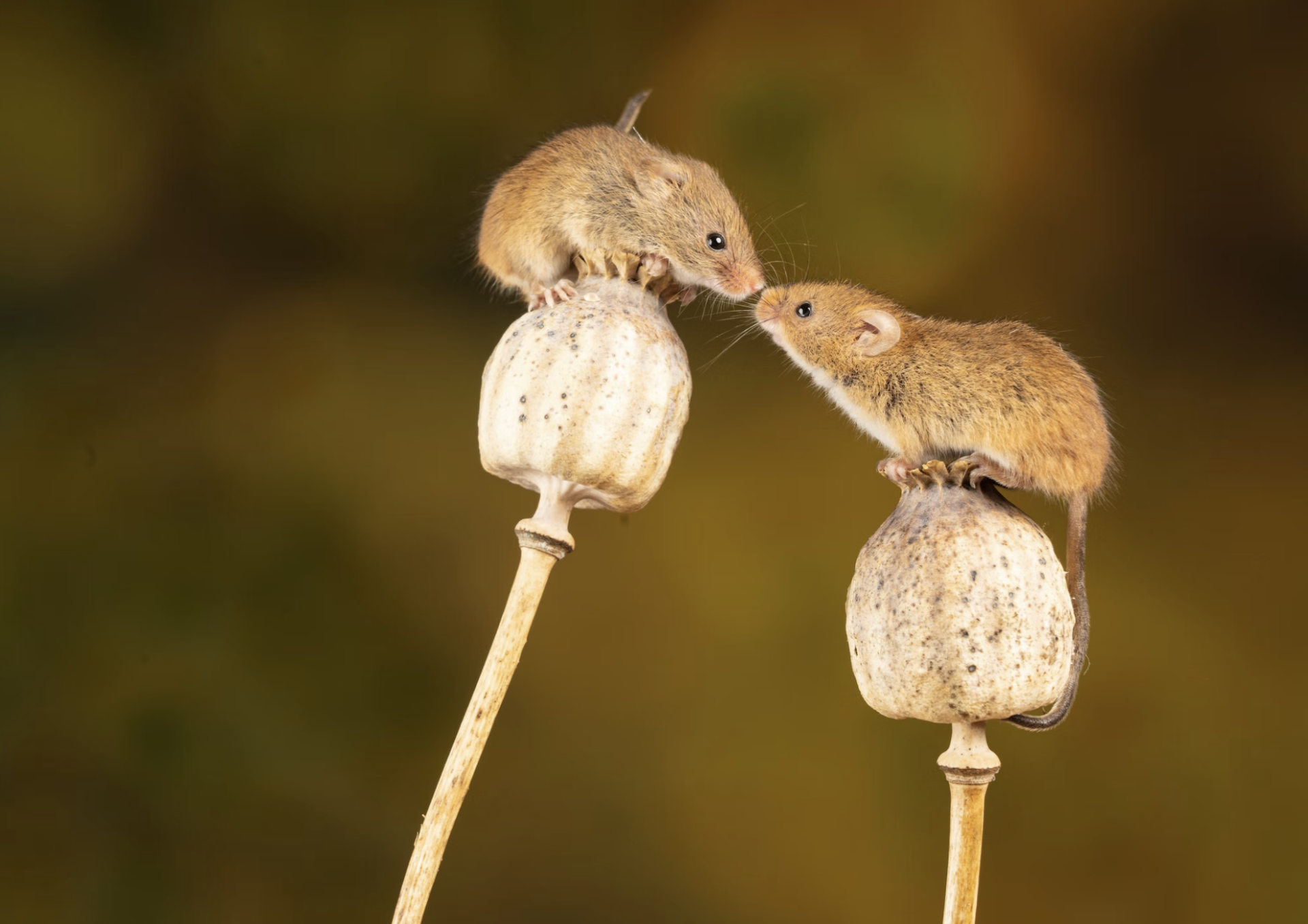 Light pollution killing rodents within days - Green Prophet