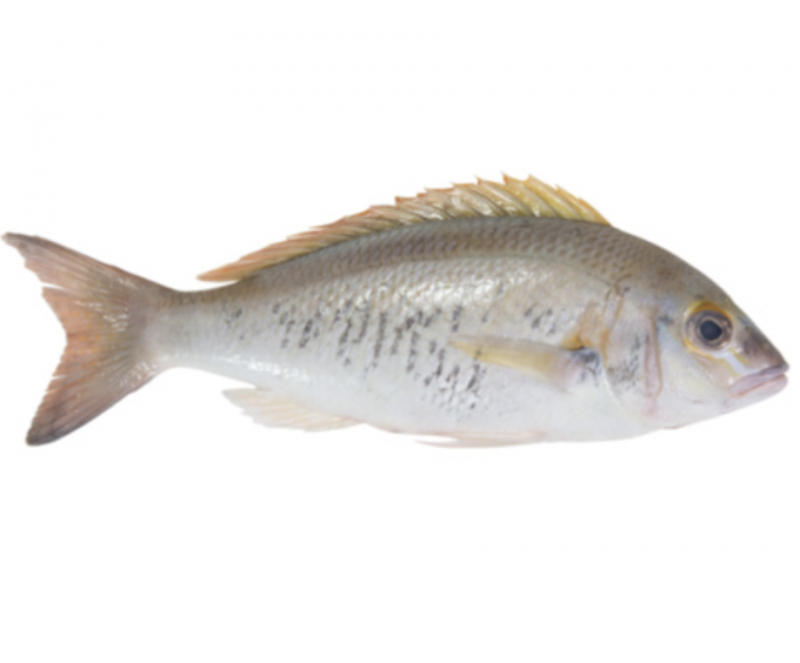 7 Gulf Fish That Are Totally OK To Eat - Green Prophet