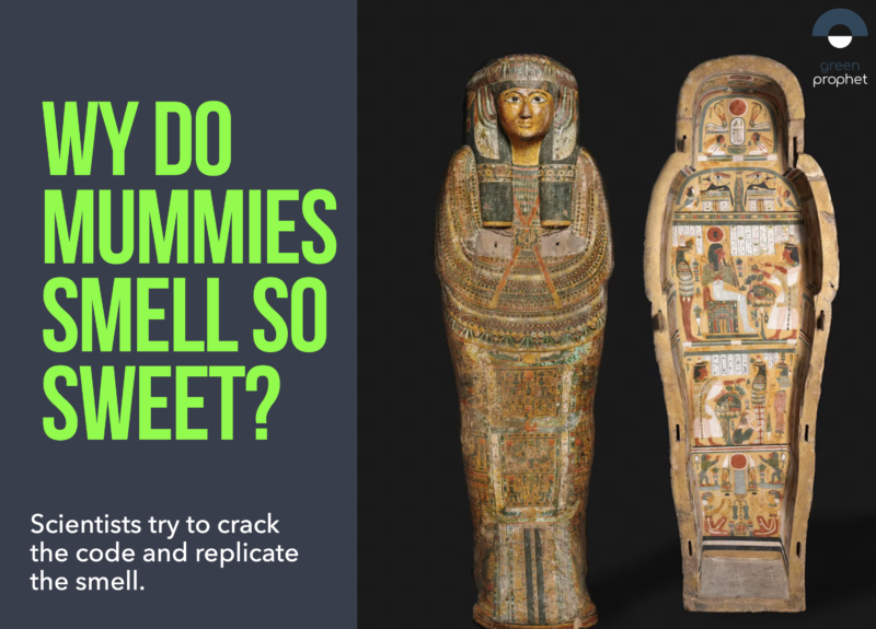 Why do mummies smell so sweet? - Green Prophet