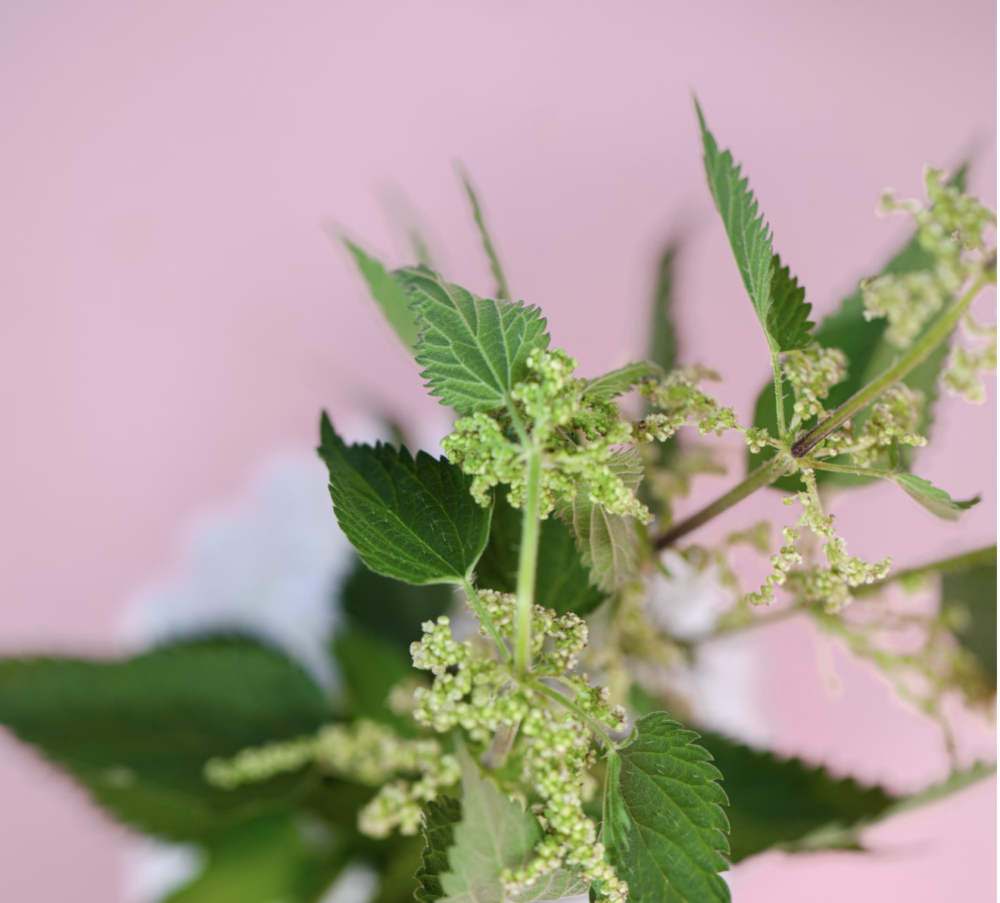 The Secrets of Longevity in Ikaria, Greece - Green Prophet