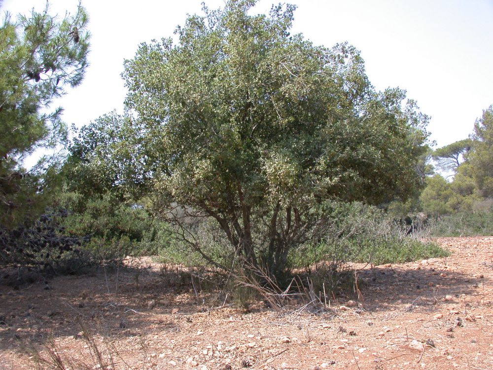 BioXplore Discovers Healing Plants In Israel - Green Prophet