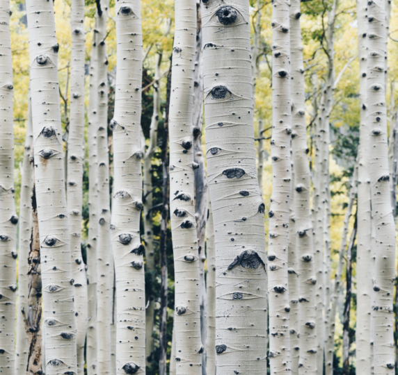 Pando aspen forest in Utah is one of world’s oldest beings - Green Prophet