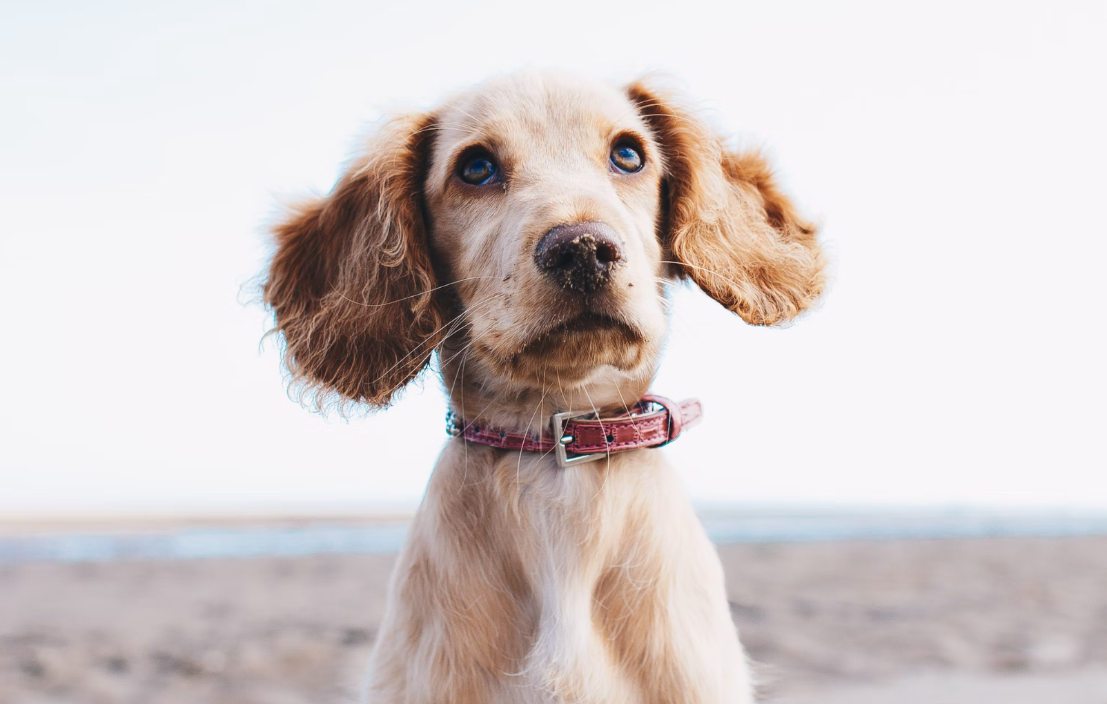 Key Things to Know About Parvo in Dogs - Green Prophet