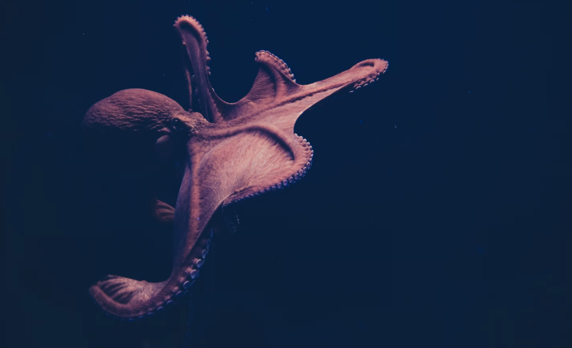 Octopus falls for the rubber arm trick - time to take them off the menu ...