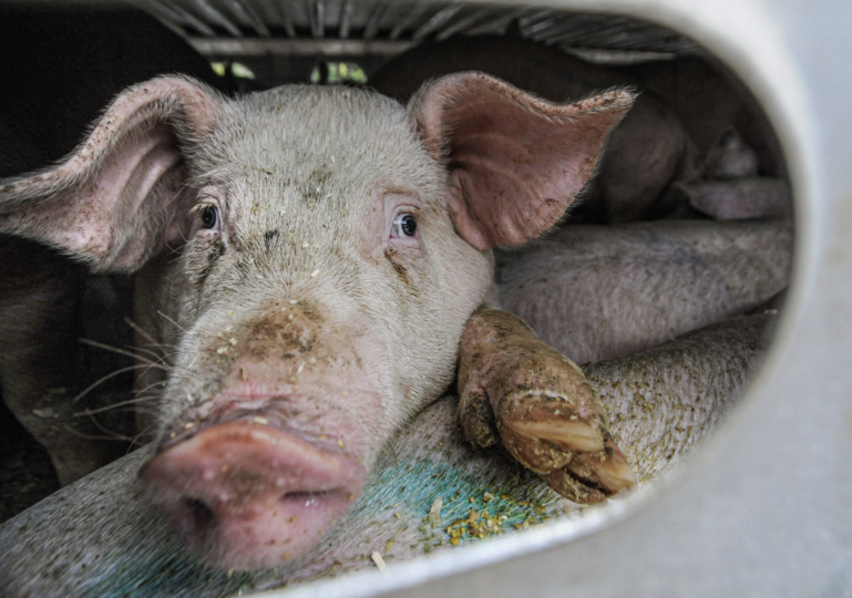 America makes new laws for slaughterhouse rules on wastewater - Green ...