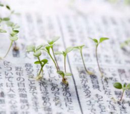 How to make mushroom paper - Green Prophet