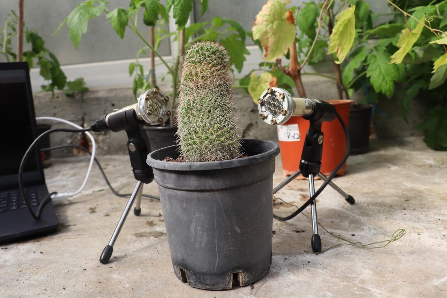 Plants can speak - Green Prophet
