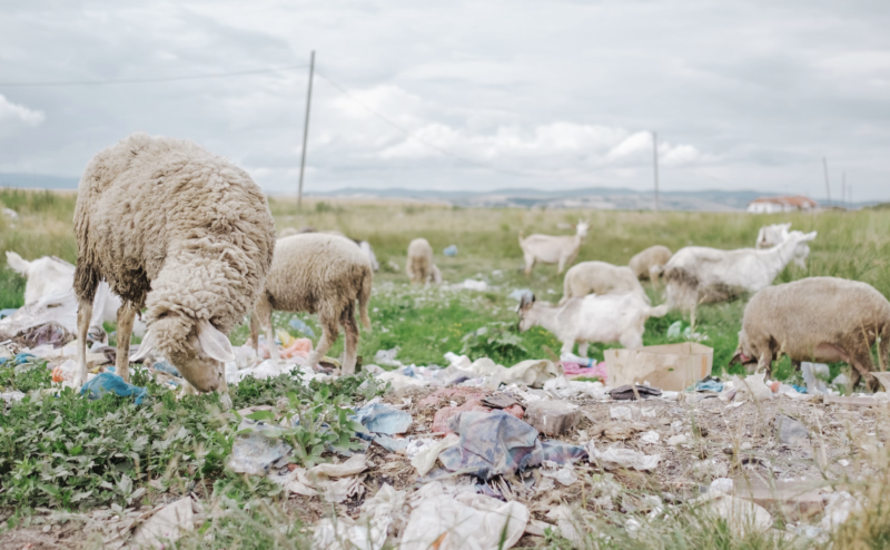 These glasses see microplastics on the farm - Green Prophet