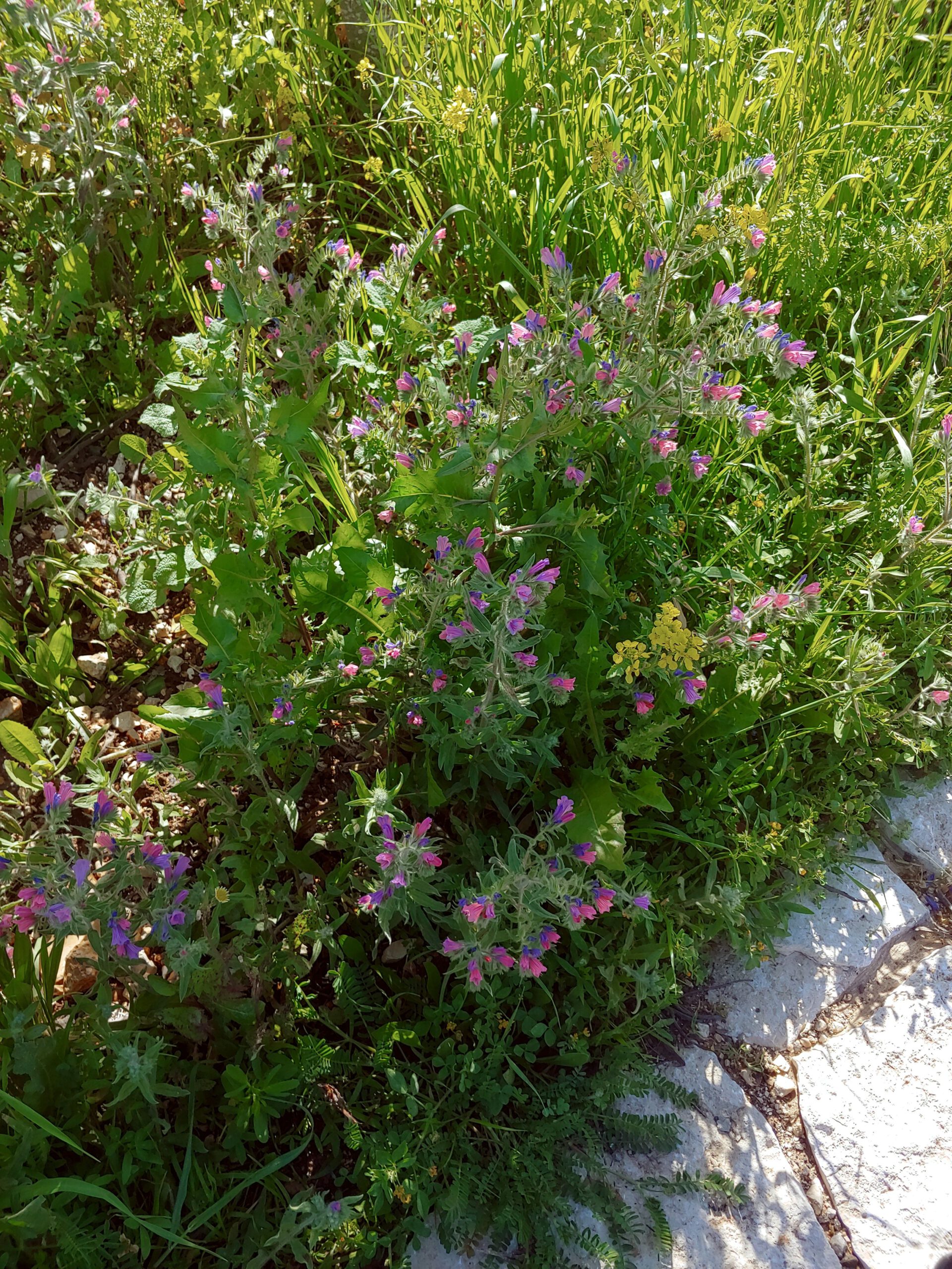 Wild Herbs of the Mediterranean Spring: Prickly Alkanet - Green Prophet