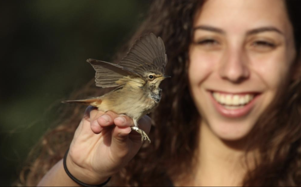 Bird community shows world how to protect the migrators - Green Prophet