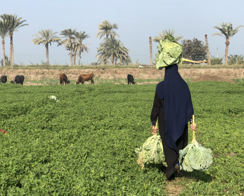 Saudi takes the Nile to feed grass-fed cows - Green Prophet