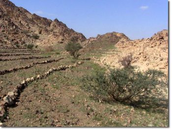 Al Baydha Regenerative farming in Saudi Arabia - Green Prophet