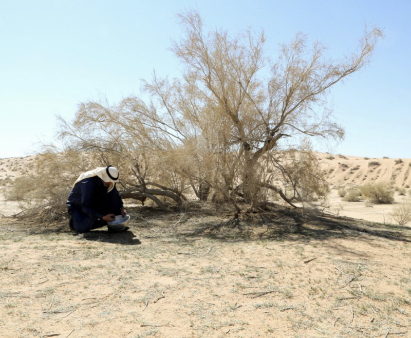 Holding back the deserts with a saxaul tree - Green Prophet