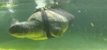 Paraplegic sea turtle lived without flippers for 4 years, then he got ...