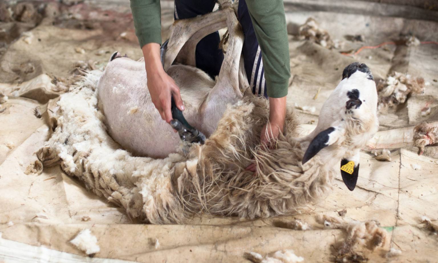 Babaa Sweaters Review – A Bold 80s Vibe and a Nod to Nature - Green Prophet