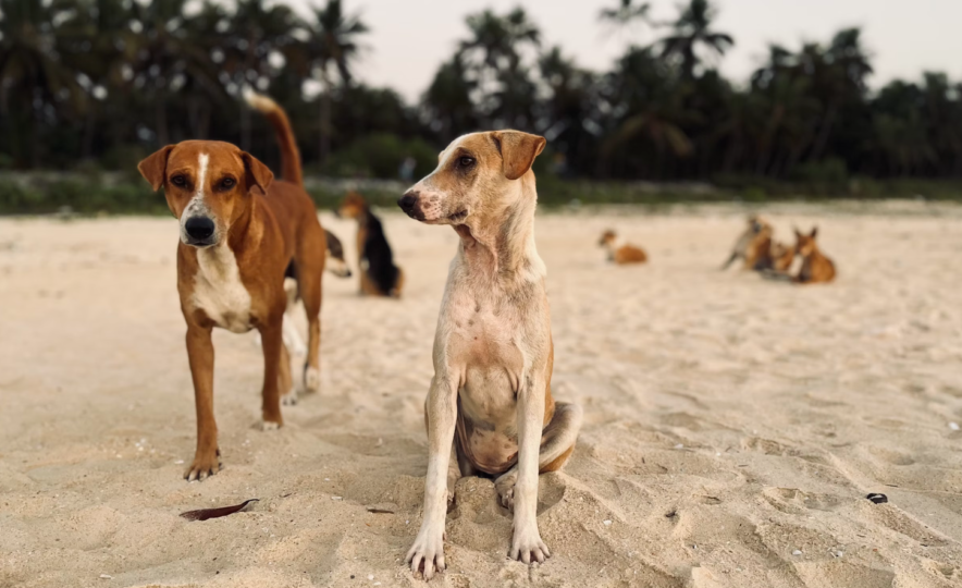 Turkey has approved the culling of millions of dogs - Green Prophet