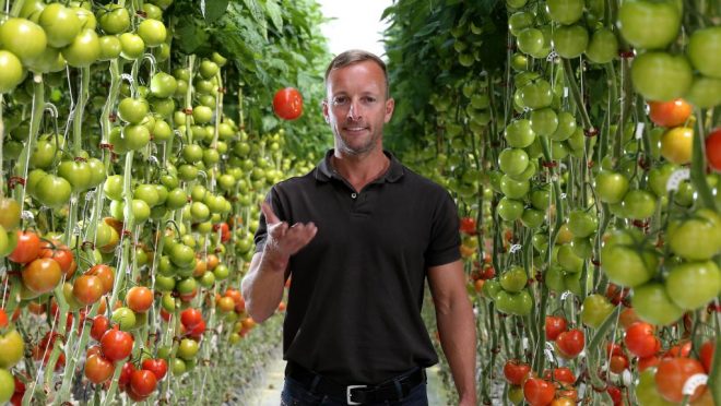 Sundrop Farms grows tomatoes with seawater - Green Prophet