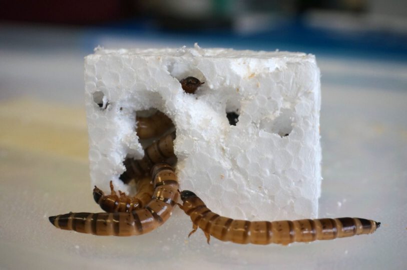 An experiment to test if worms eat plastic - Green Prophet