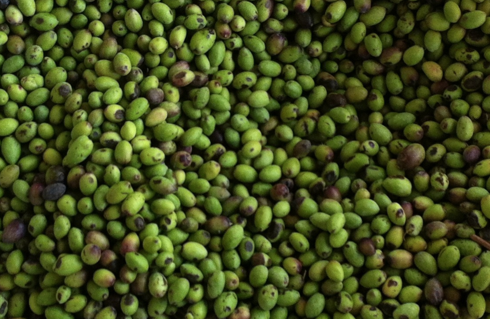 The 17 best olive varieties - Green Prophet