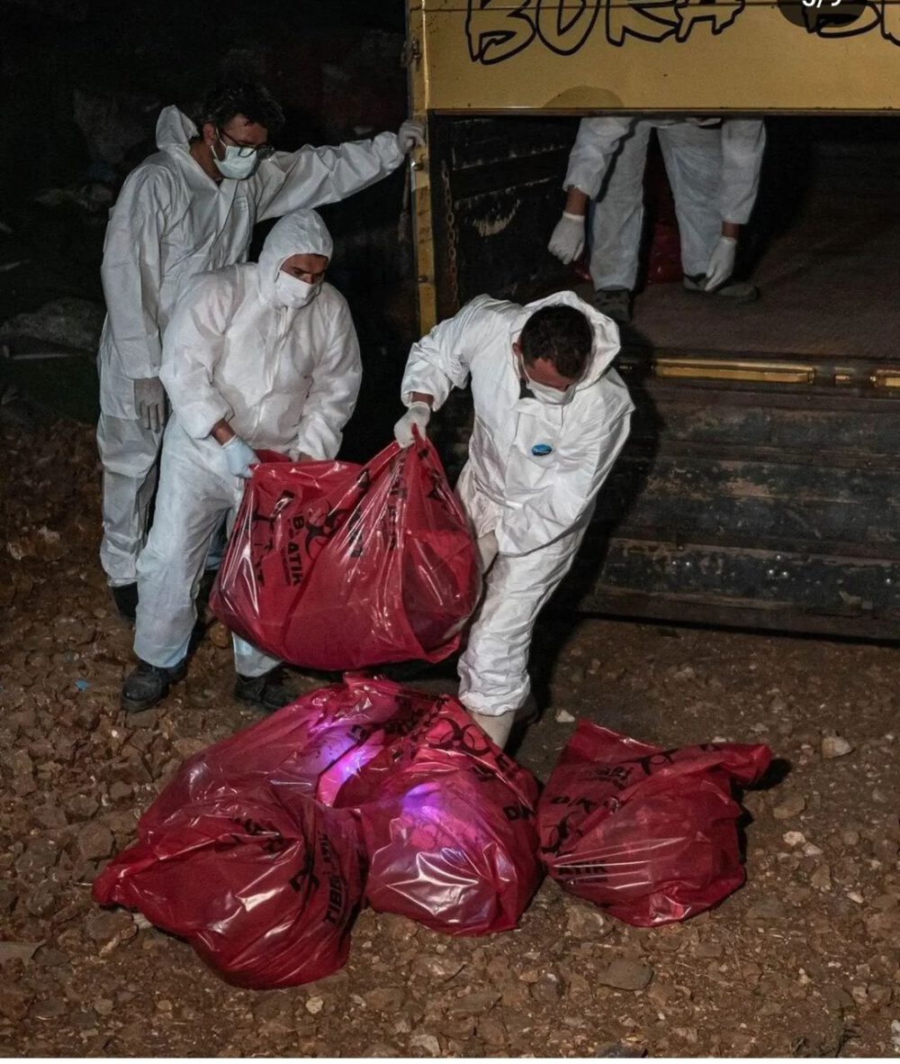 Turkey's 4 million dog cull begins - Green Prophet