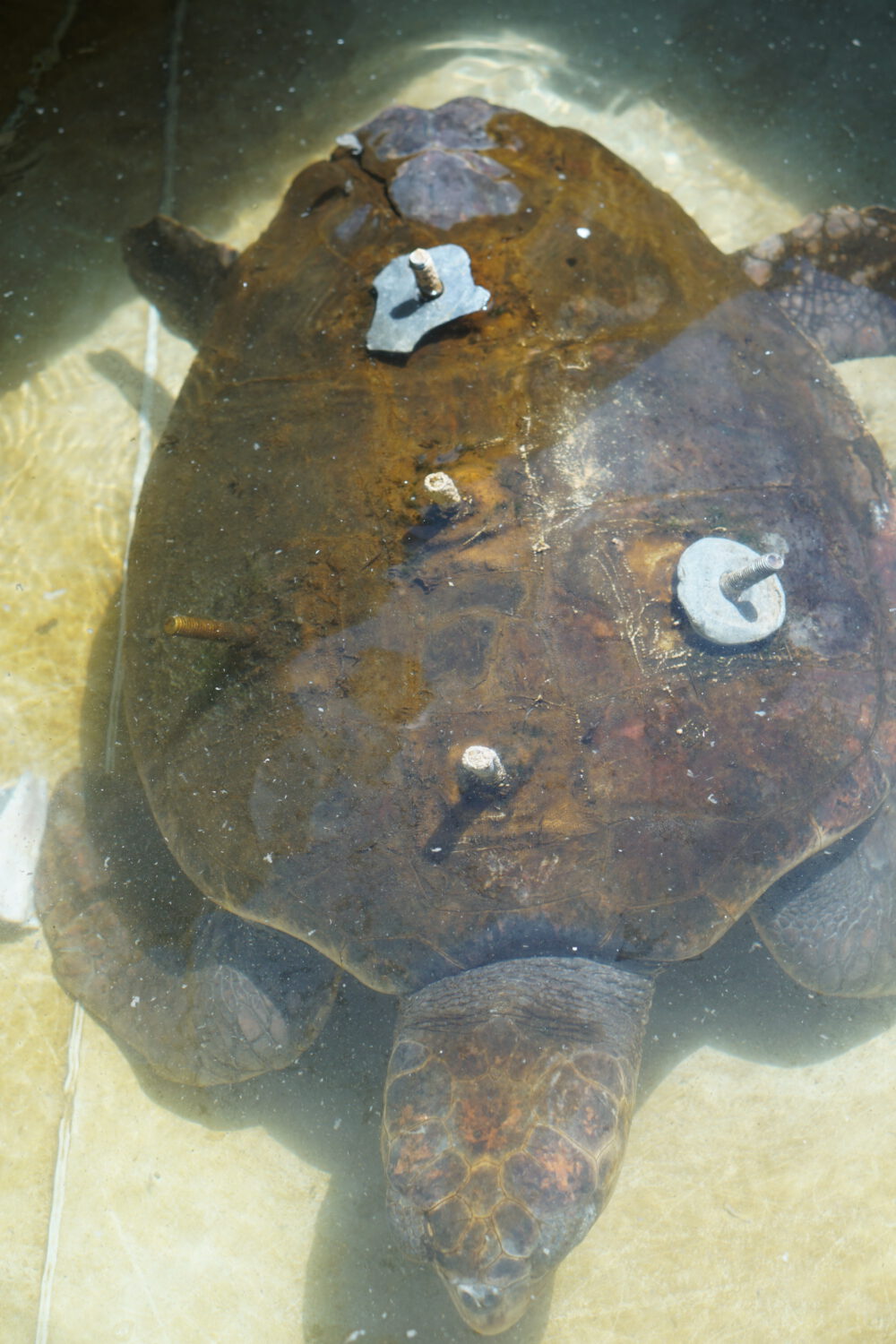 Yaniv Levy’s Lifelong Quest to Protect Sea Turtles in a Time of War and ...