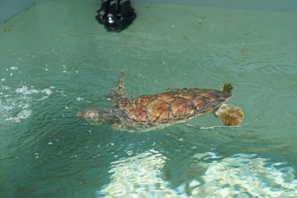 Yaniv Levy’s Lifelong Quest to Protect Sea Turtles in a Time of War and ...