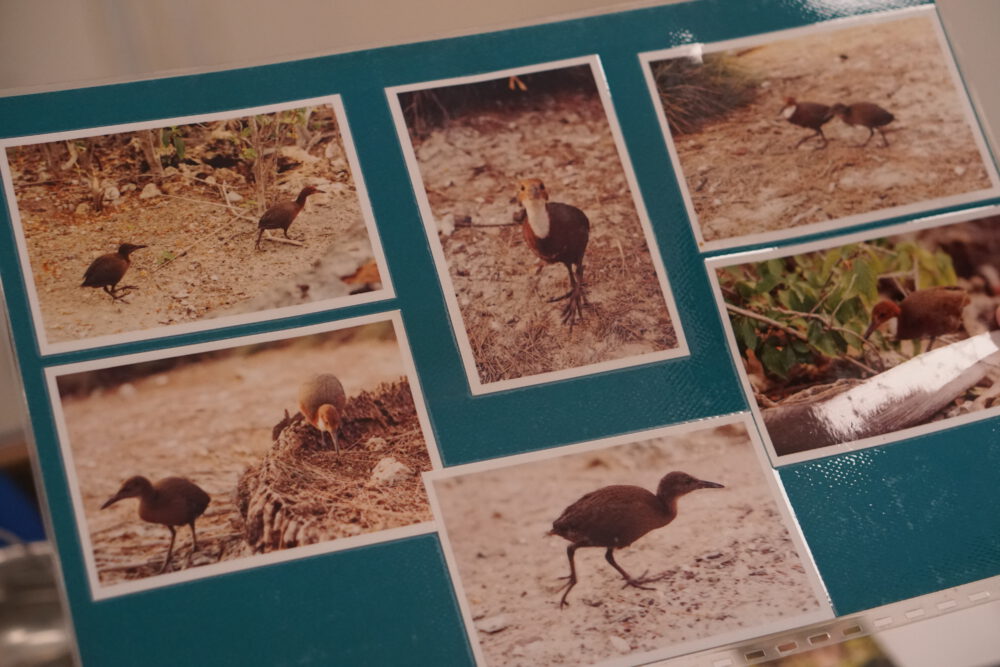 Yaniv Levy’s Lifelong Quest to Protect Sea Turtles in a Time of War and ...