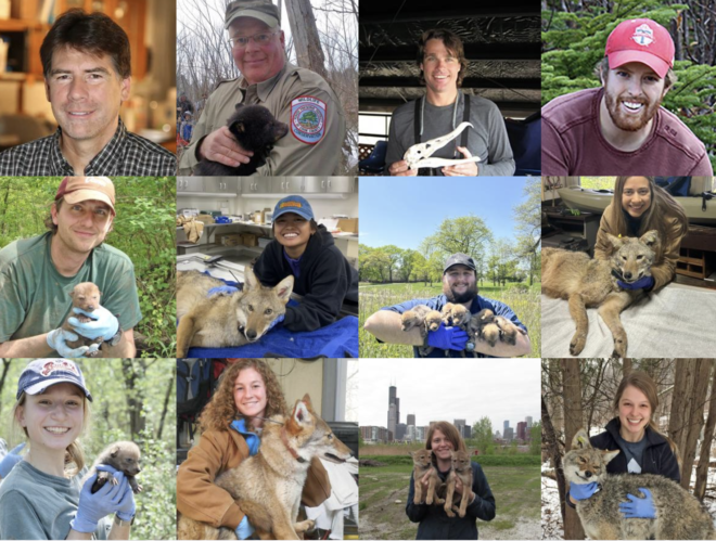 Chicago coyotes live longer around people. You can stop feeling guilty ...