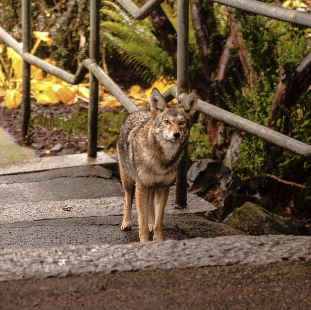 Chicago coyotes live longer around people. You can stop feeling guilty ...
