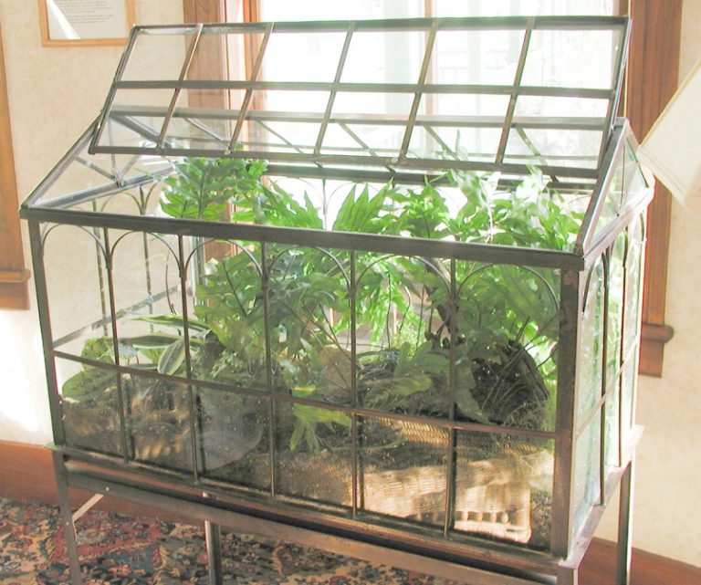50-year-old terrarium breaks records, and it's not from Dubai | Green ...