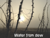 Tal Ya trays make water from dew - Green Prophet