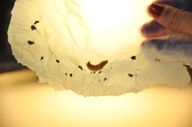 These worms eat plastic - Green Prophet