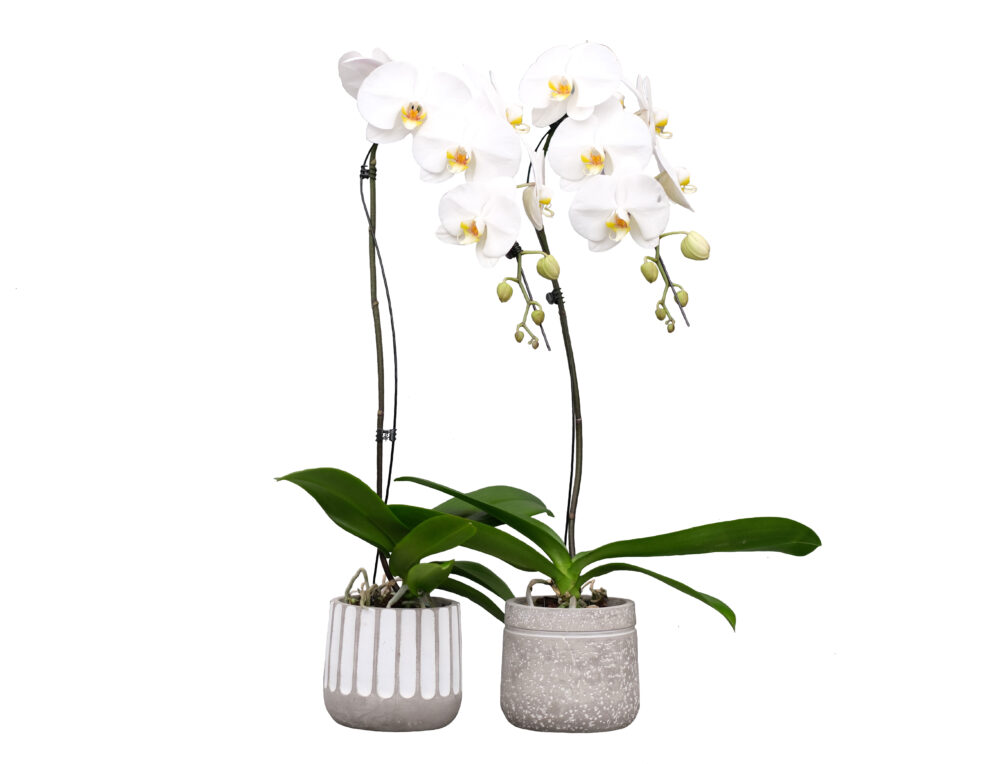 Westerlay orchids sets sustainability standards - Green Prophet