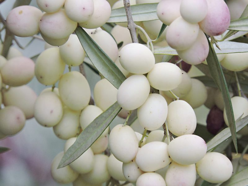 The Revival Of The Rare White Olive - Green Prophet