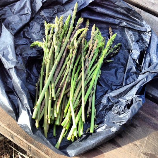 Wild About Wild Asparagus - Green Prophet