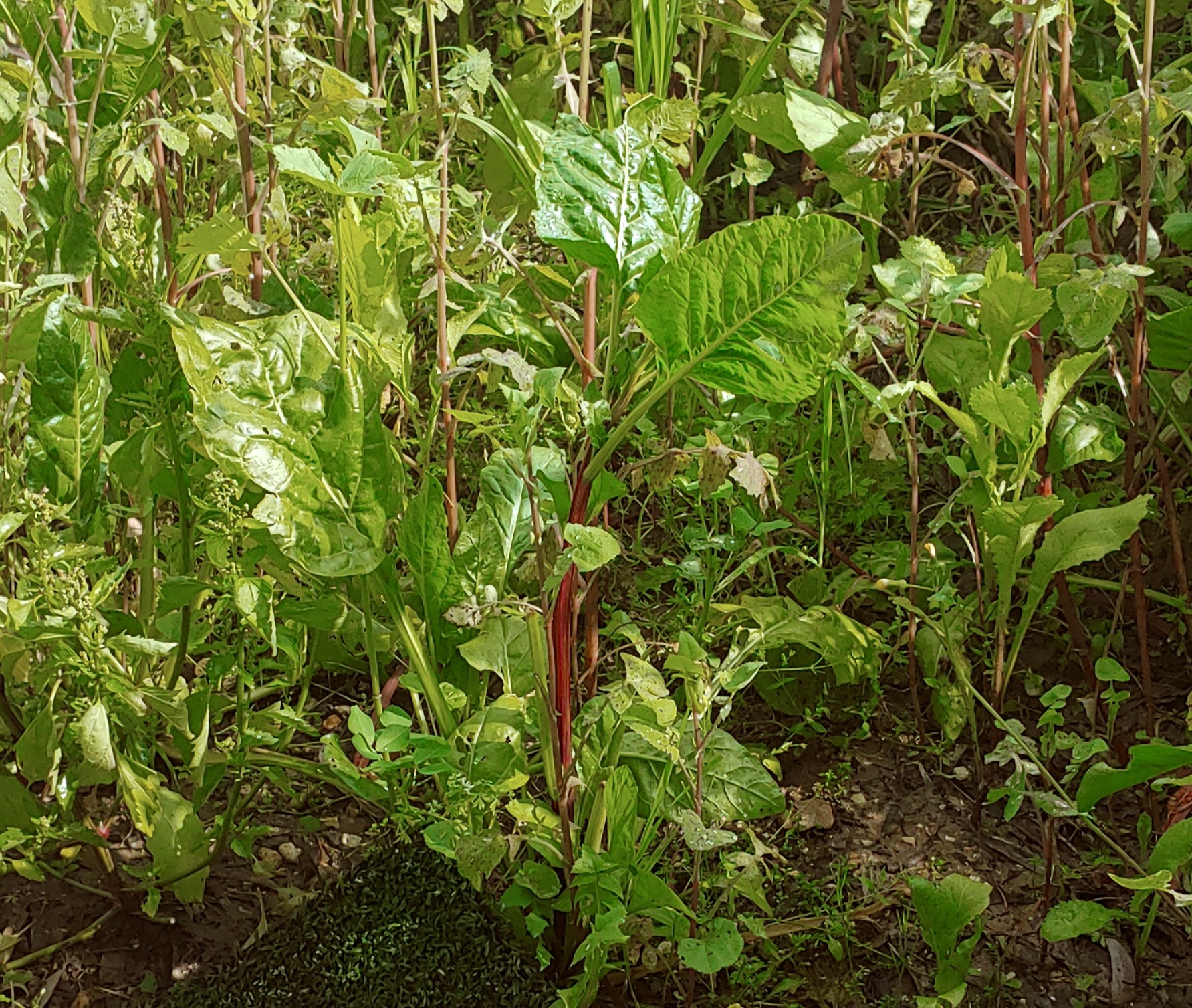 Wild Edibles of the Mediterranean Winter: Wild Beet Greens - Green Prophet