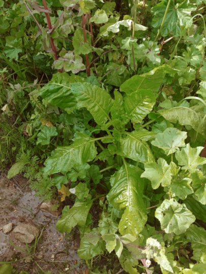Wild Edibles of the Mediterranean Winter: Wild Beet Greens - Green Prophet