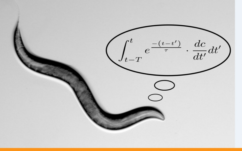 Israeli study show worms can perform math - Green Prophet