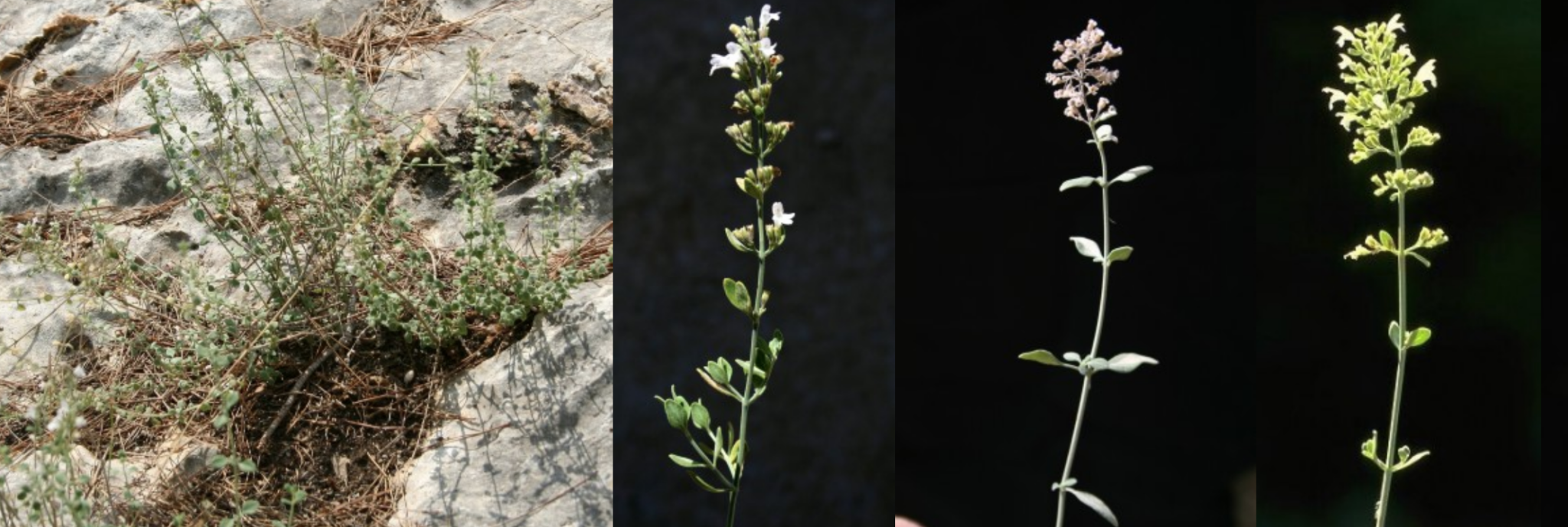 Tea for royalty starts with white-leaved savory or Zuta Levona - Green ...